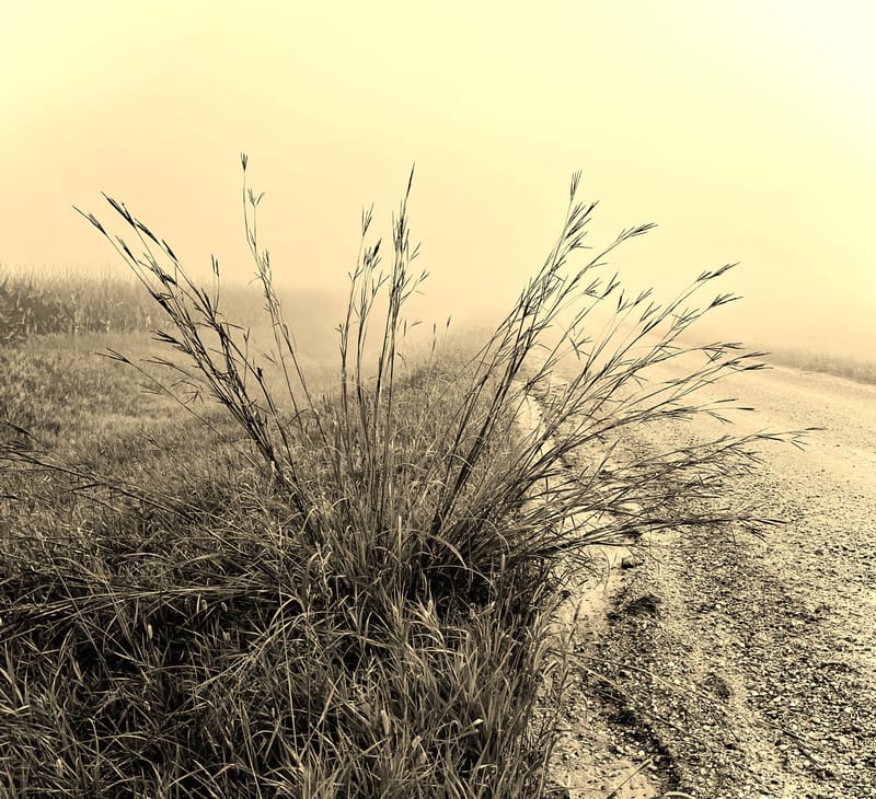 Is there a lesson to be learned from weeds? - SARAH.ANN.ROSE