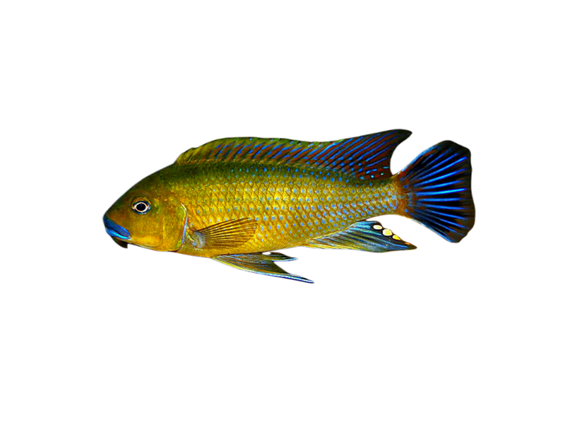 Williamsi Blue Lips - Fanie's Fishroom