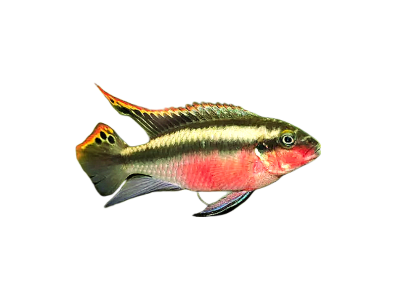 West African - Fanie's Fishroom