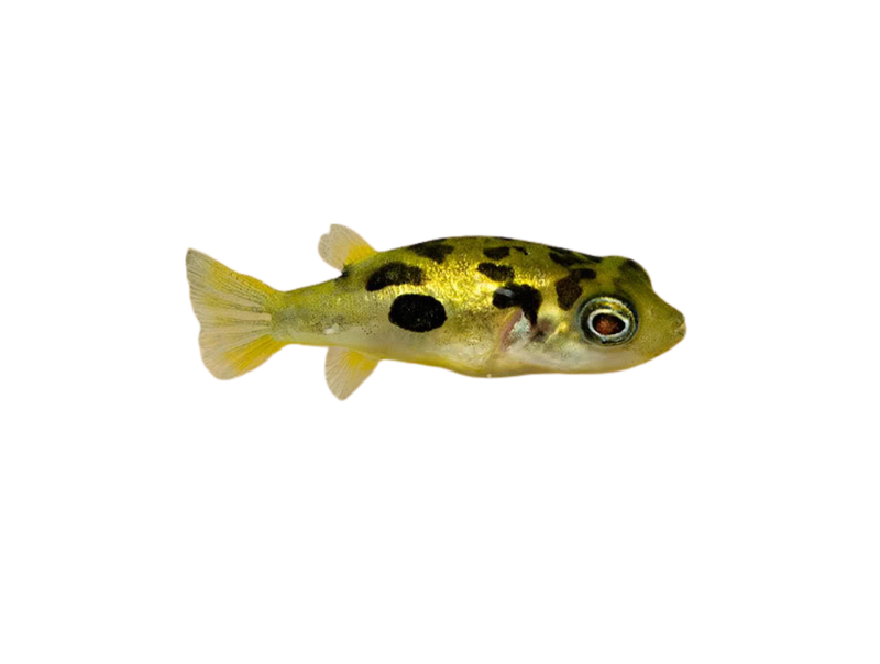 Pea Puffer - Fanie's Fishroom