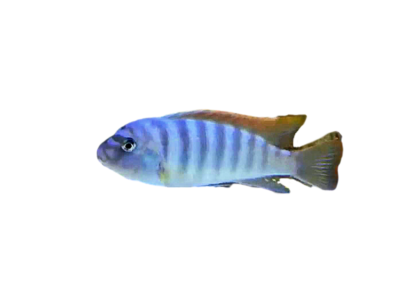 African Cichlids - Fanie's Fishroom