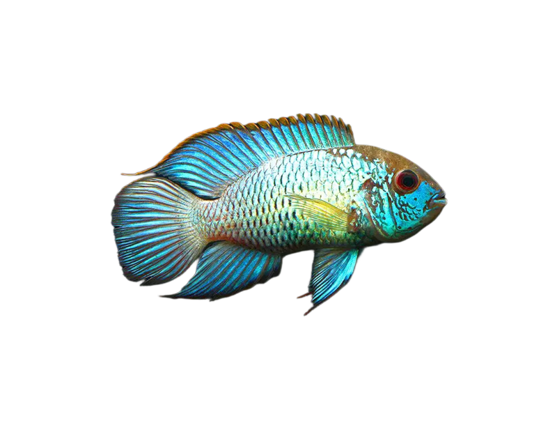 Electric Blue Acara - Fanie's Fishroom