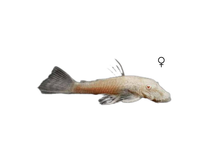 L444 - Spotted Rubbernose Pleco - Fanie's Fishroom