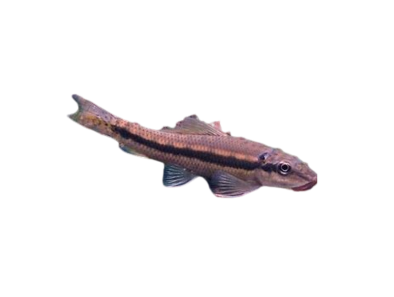 Chinese Algae Eater - Fanie's Fishroom