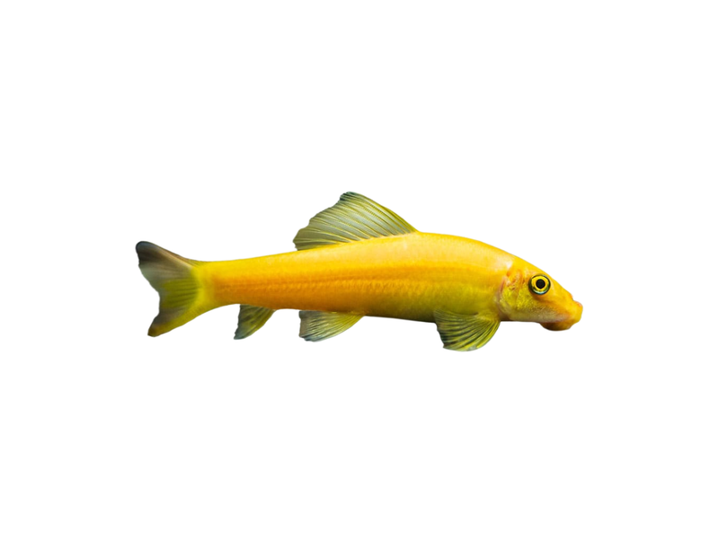 Algae Eater Golden Chinese - Fanie's Fishroom