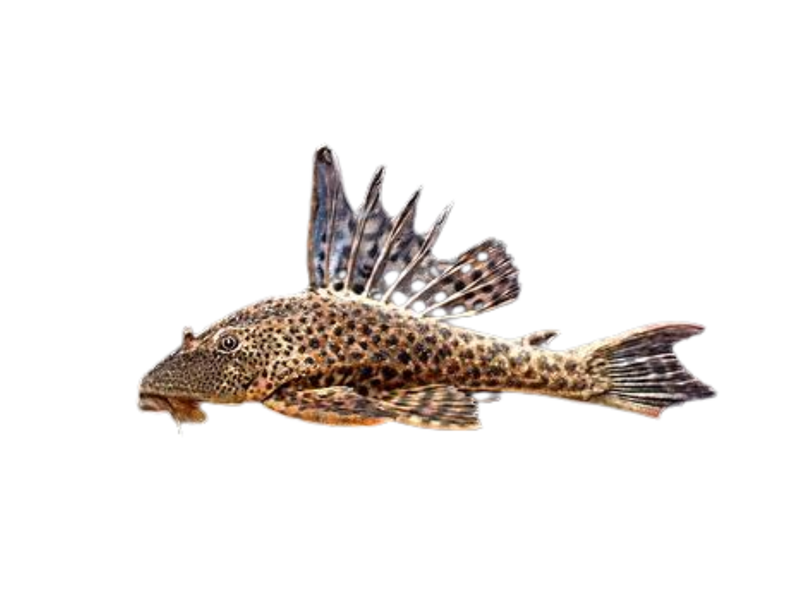 Plecos - Fanie's Fishroom