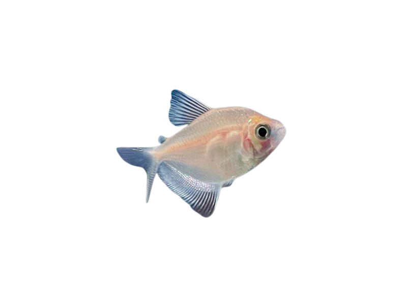 GMO Tetra - Fanie's Fishroom