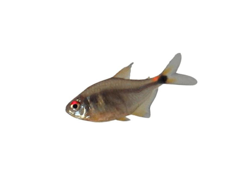 GMO Tetra - Fanie's Fishroom