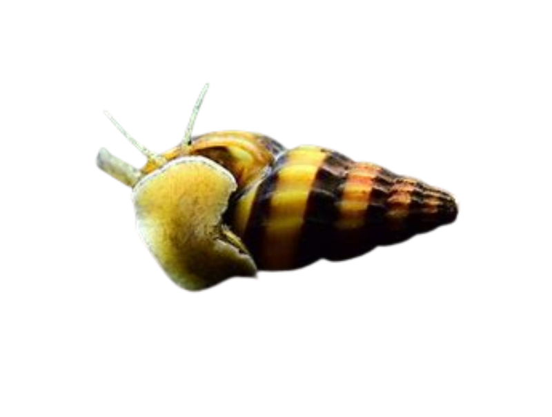 Assassin Snail - Fanie's Fishroom