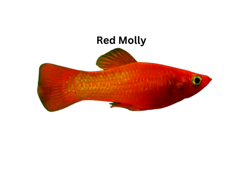 Red Molly - Fanie's Fishroom