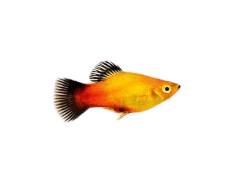 Blue Mickey Mouse Platy - Fanie's Fishroom