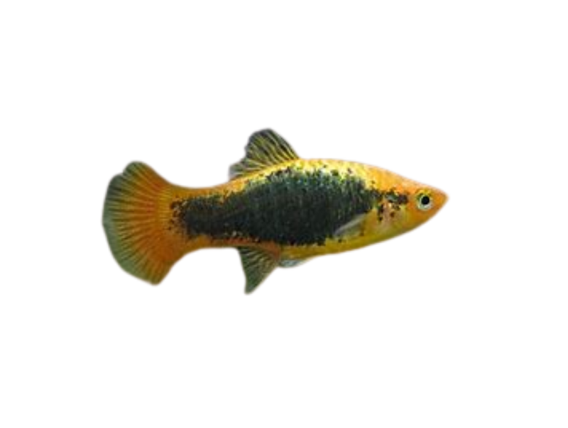 Variatus Platy - Fanie's Fishroom