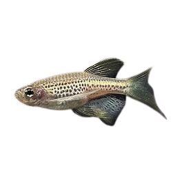 Leopard Danio - Fanie's Fishroom