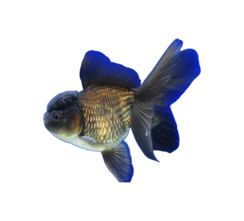 Orange fantail - Fanie's Fishroom