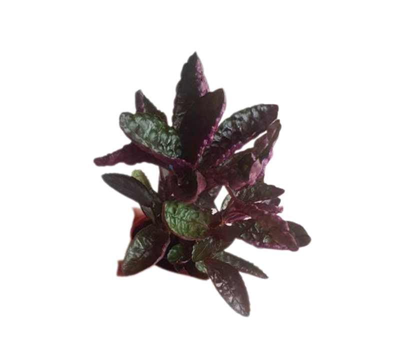 Hemigraphis Colorata Aquarium