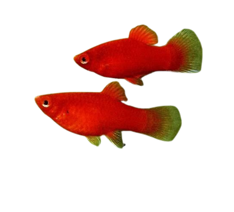 Blue Mickey Mouse Platy - Fanie's Fishroom