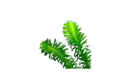 Elodea canadensis - Fanie's Fishroom