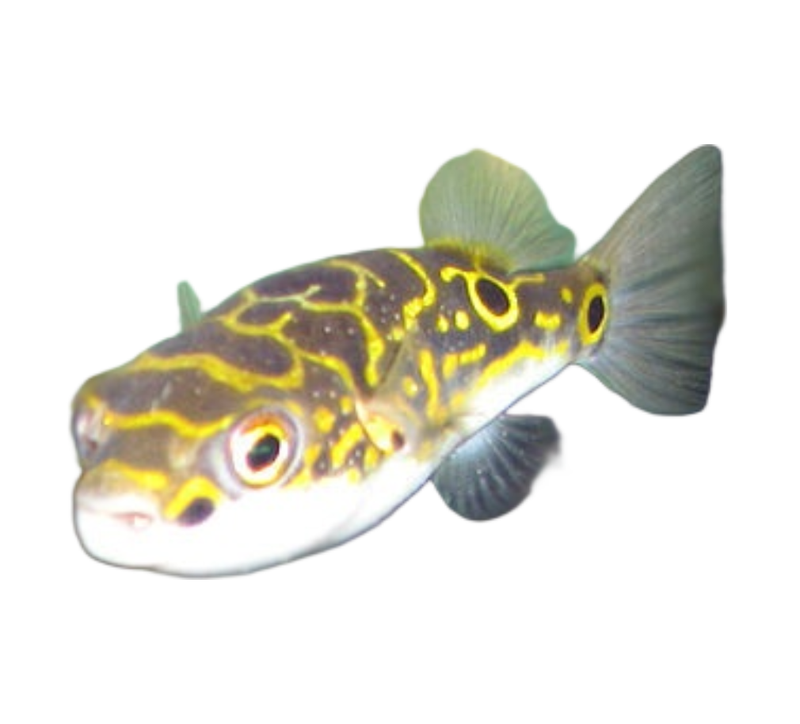 Figure 8 puffer - Fanie's Fishroom