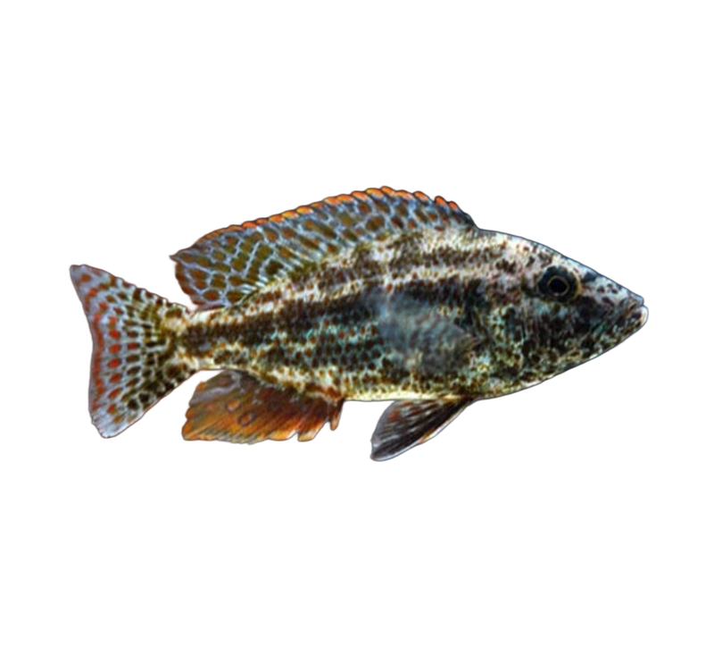 Nimbochromis polystigma - Fanie's Fishroom