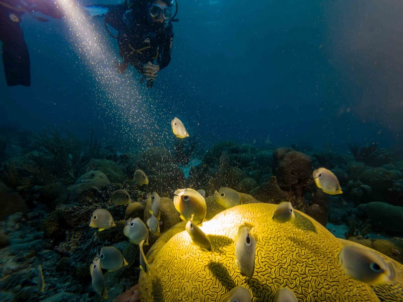 Coral spawning - WAVE7 Creatives