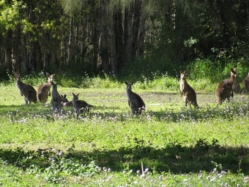 ROUTE MAP - Coombabah Trail Run