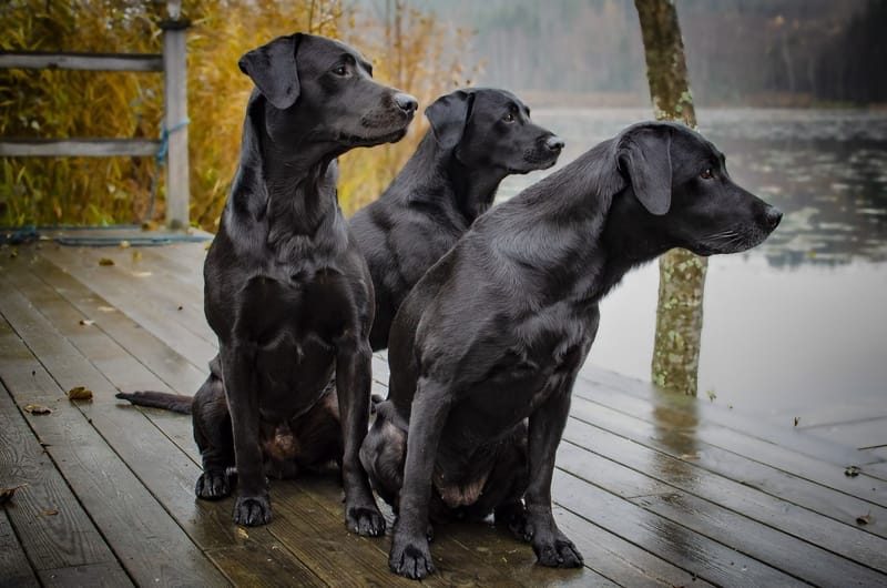 our dogs - Jackson Woods Labradors
