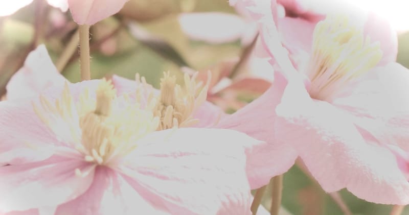 Bachblüten Therapie bei Lauper Romina für Kinder, Erwachsene und Tiere