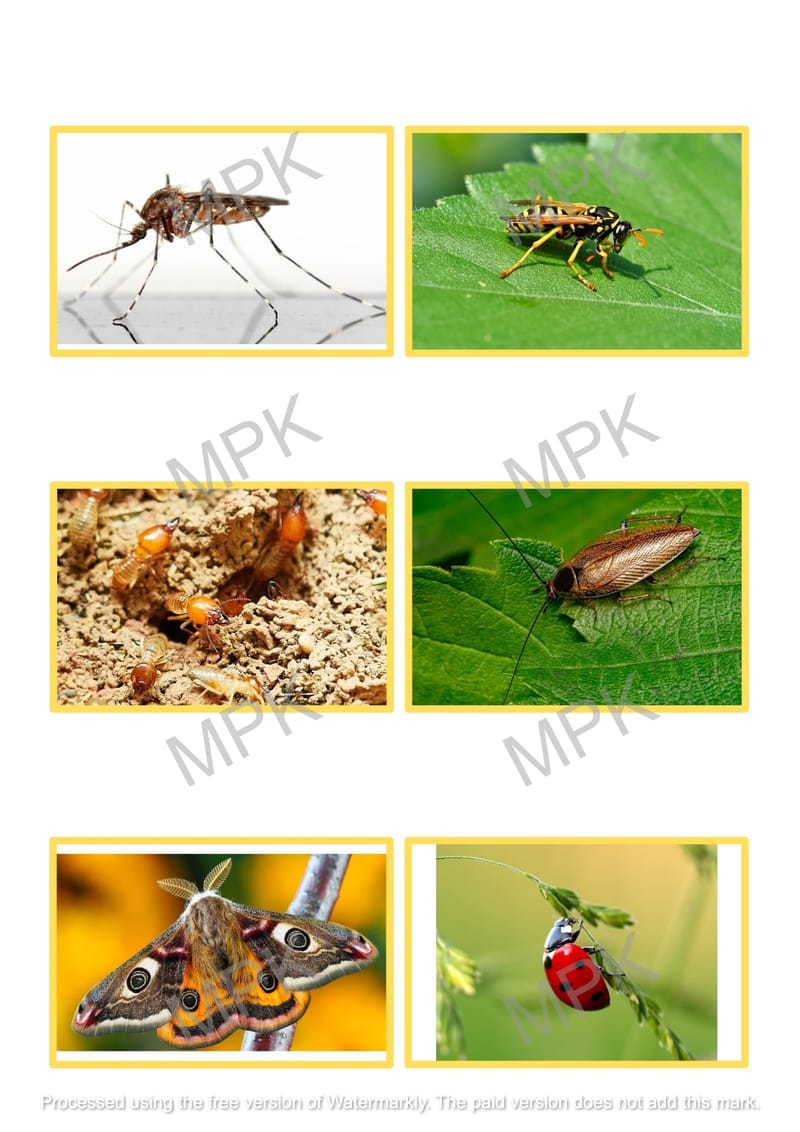 Insects 3 Part Cards (printed) - Montessori Printables Kenya