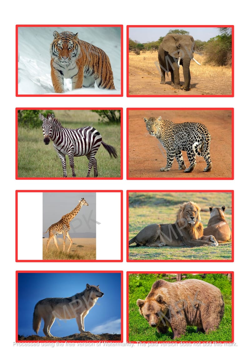 Mammals 3 Part Cards (printed) - Montessori Printables Kenya