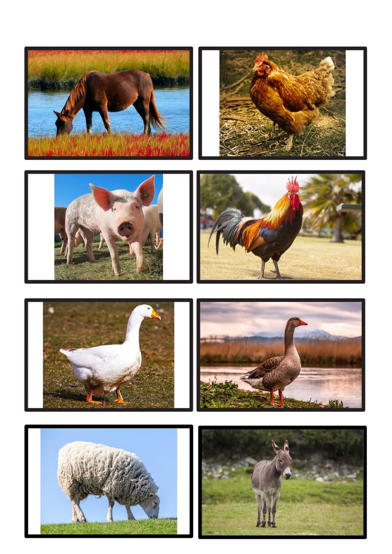 FARM ANIMALS 3 PART CARDS (printed) - Montessori Printables Kenya