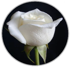 WHITE ROSE CLEANING SERVICES LIMITED