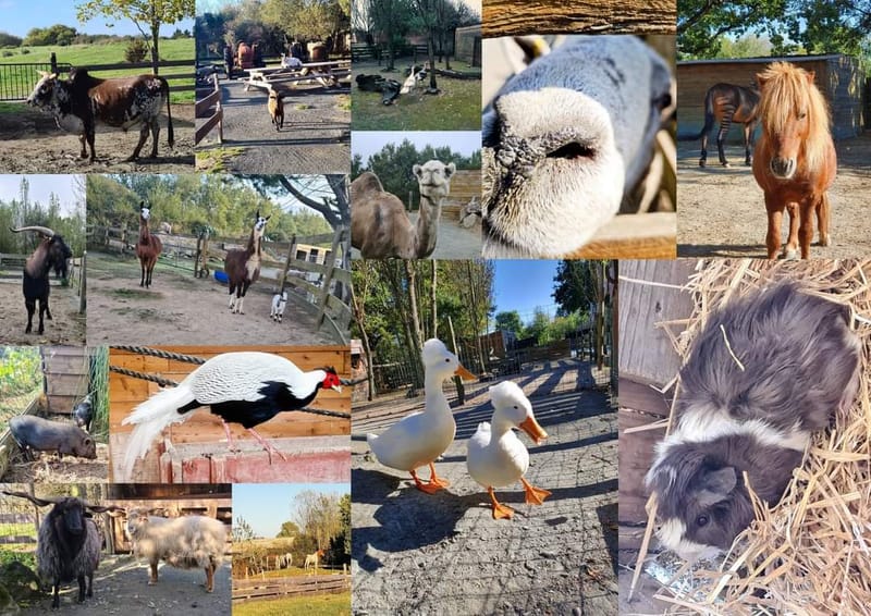 Le Refuge - Tout animal entré à la Fourrière non identifié devra faire ...