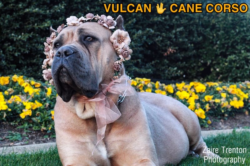 CALLIE - Gallery image 20 of 250 - Vulcan Cane Corso
