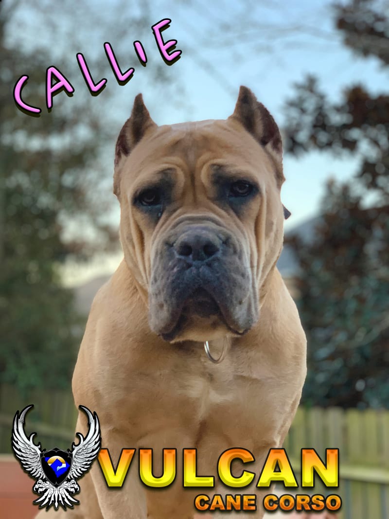 CALLIE - Gallery image 23 of 254 - Vulcan Cane Corso