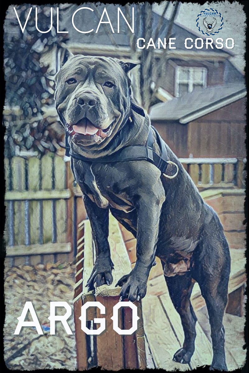 ARGO - Vulcan Cane Corso