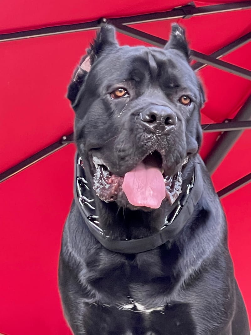 NIGEL CAMPION - Vulcan Cane Corso