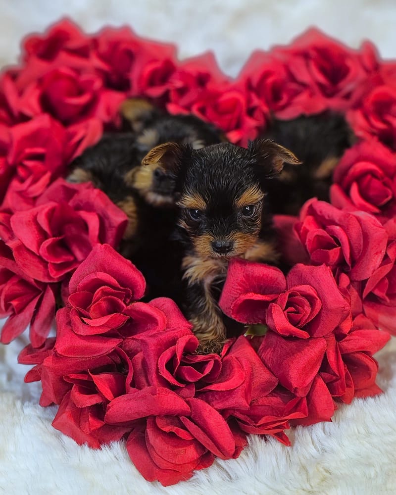 Purebred Brussels Griffon Puppies in Phoenix, AZ | Best Friends Kennel