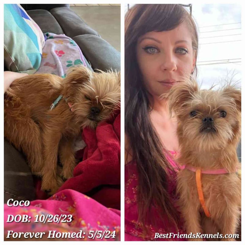 Coco - Best Friends Kennels