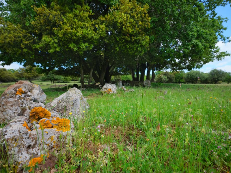 היופי בצילום נוף צפוף - Guy Geva