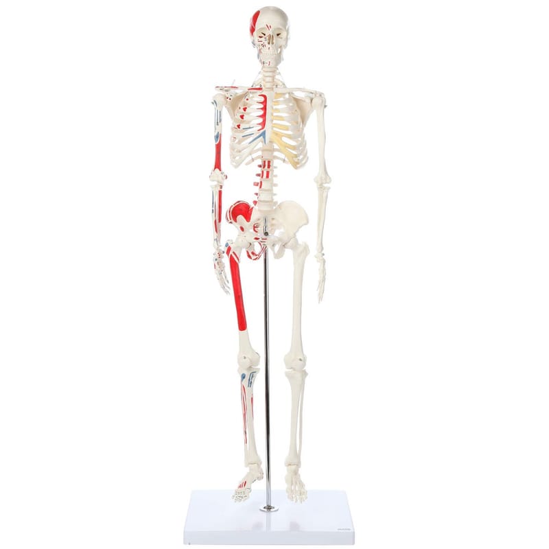 SCHELET CU MODEL MUSCULATURA 85cm - Medical Education Courses