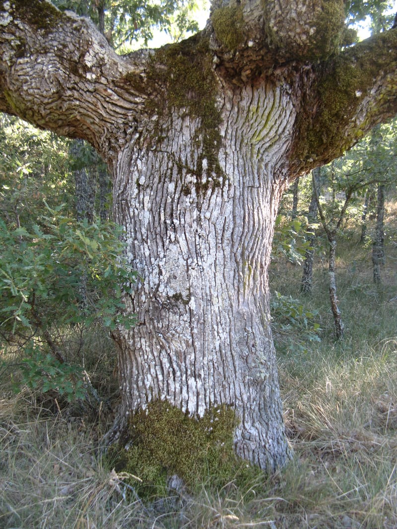 Sendero de los Roblones. Mozos de Cea