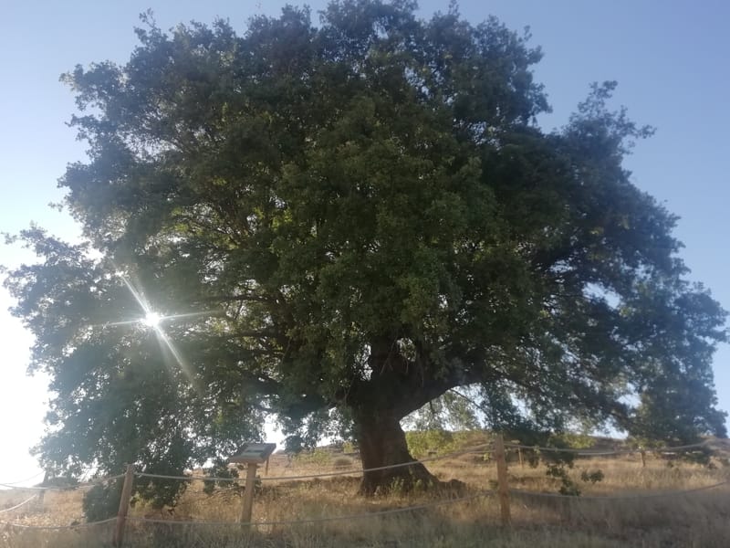 SENDERO DE LOS ROBLONES