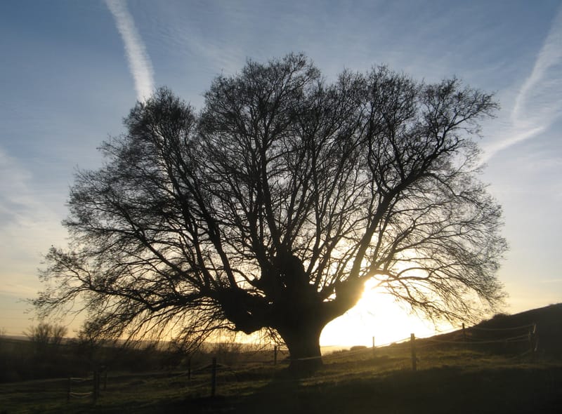 Guía del Sendero de los Roblones. Mozos de Cea