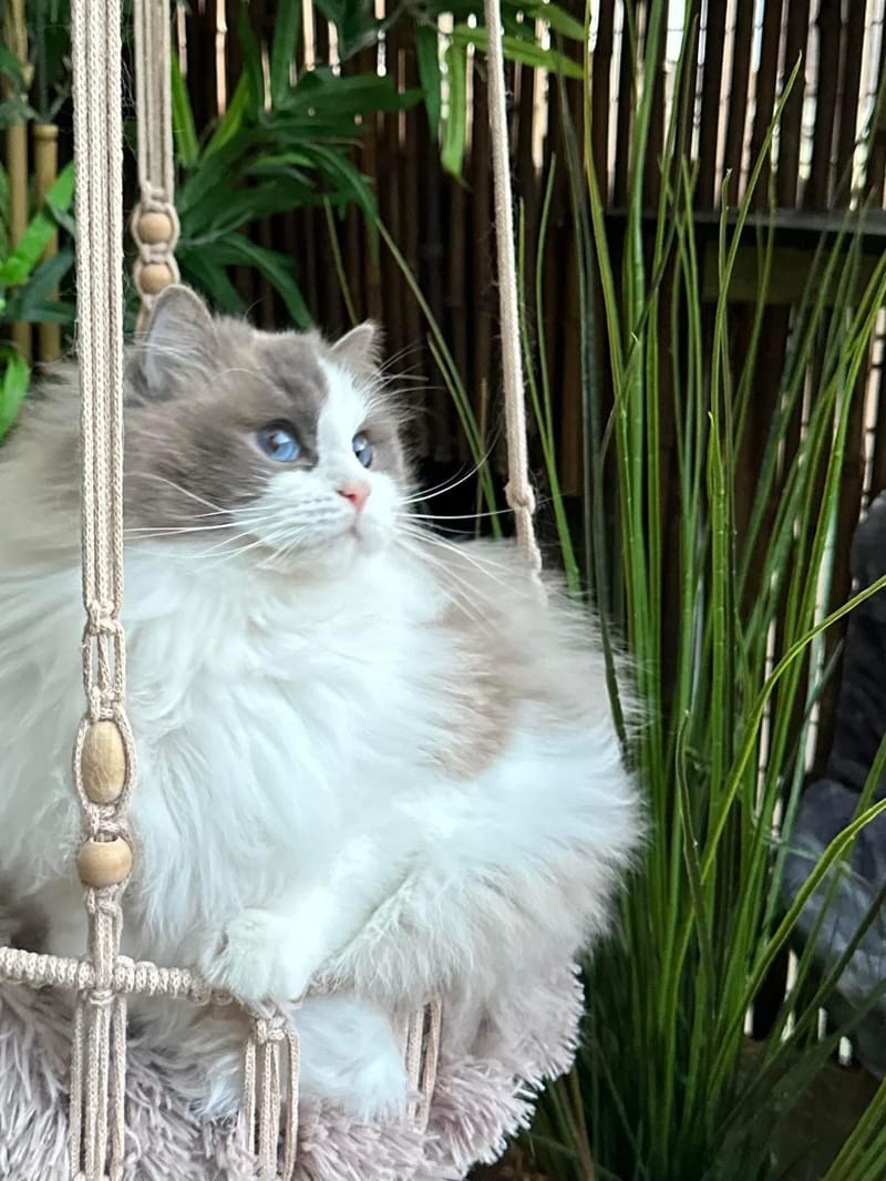 Stylish Cat Hammock ''Paradise'' - Fabi Design