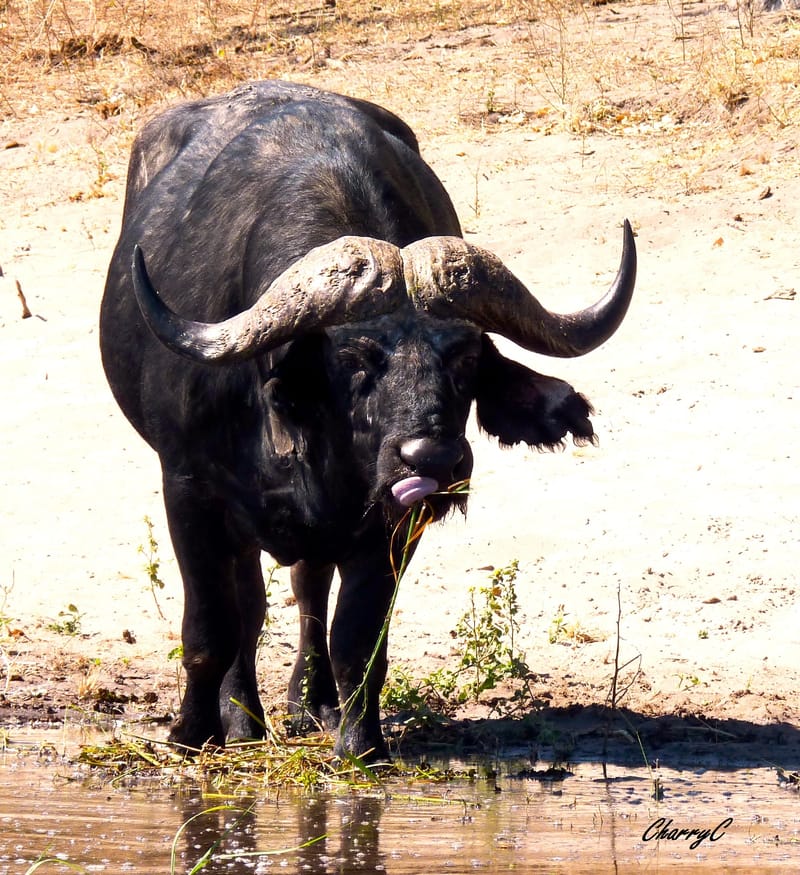 Buffalo - 1 of the Big 5 - Bella Luna Safaris