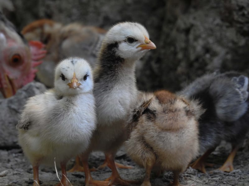 The Chick Checklist: Avoid These 5 Common Mistakes When Buying Chick...