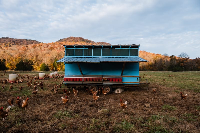 What Does "Free Range Chickens" Actually Mean? - Homestead...