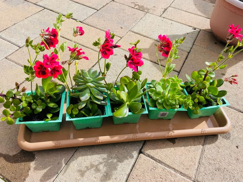 SD - San Diego - FYLH