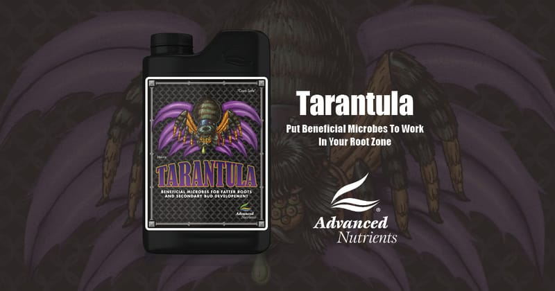 Tarantula - www.1ststateseed.com