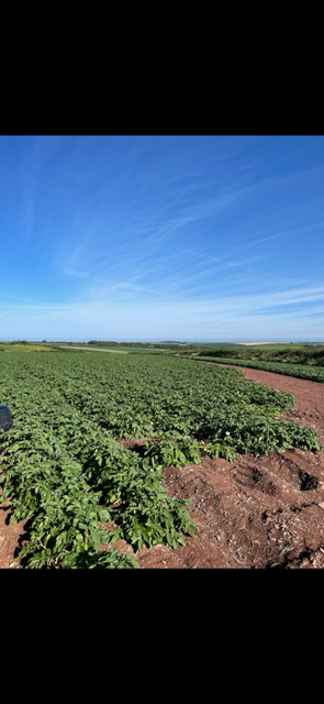 Bictom farm LTD - Bicton farm LTD